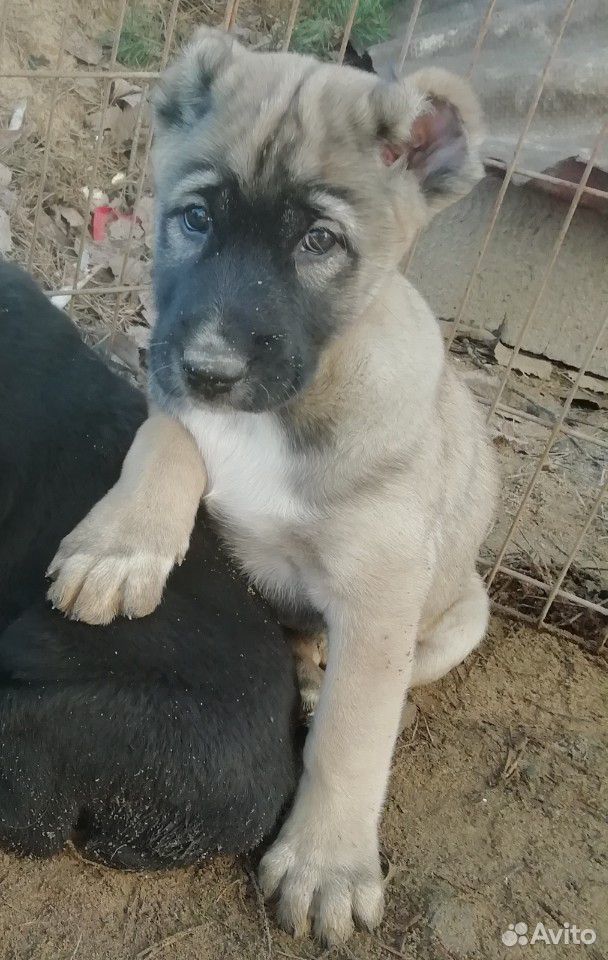 Щенки Алабая от крупных родителей