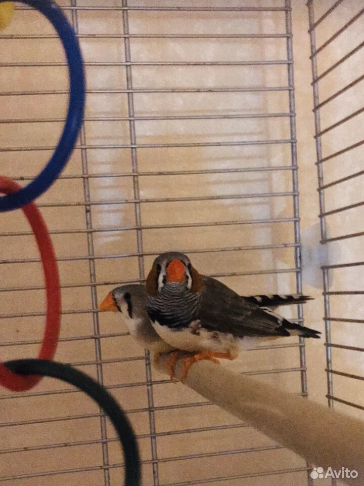 Амадины зебровые