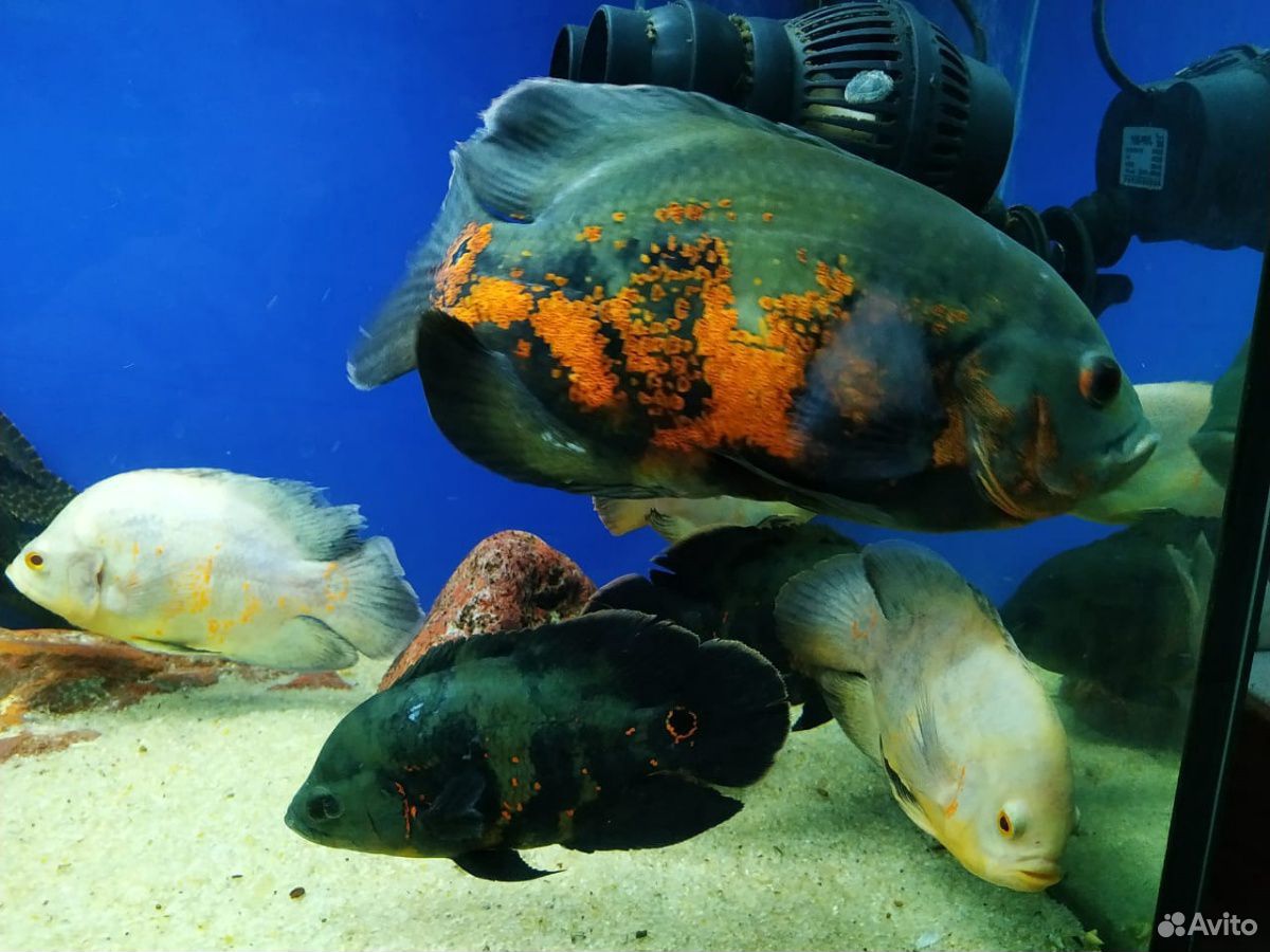 Астронотус