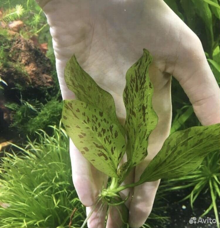 Эхинодорусы и другие растения