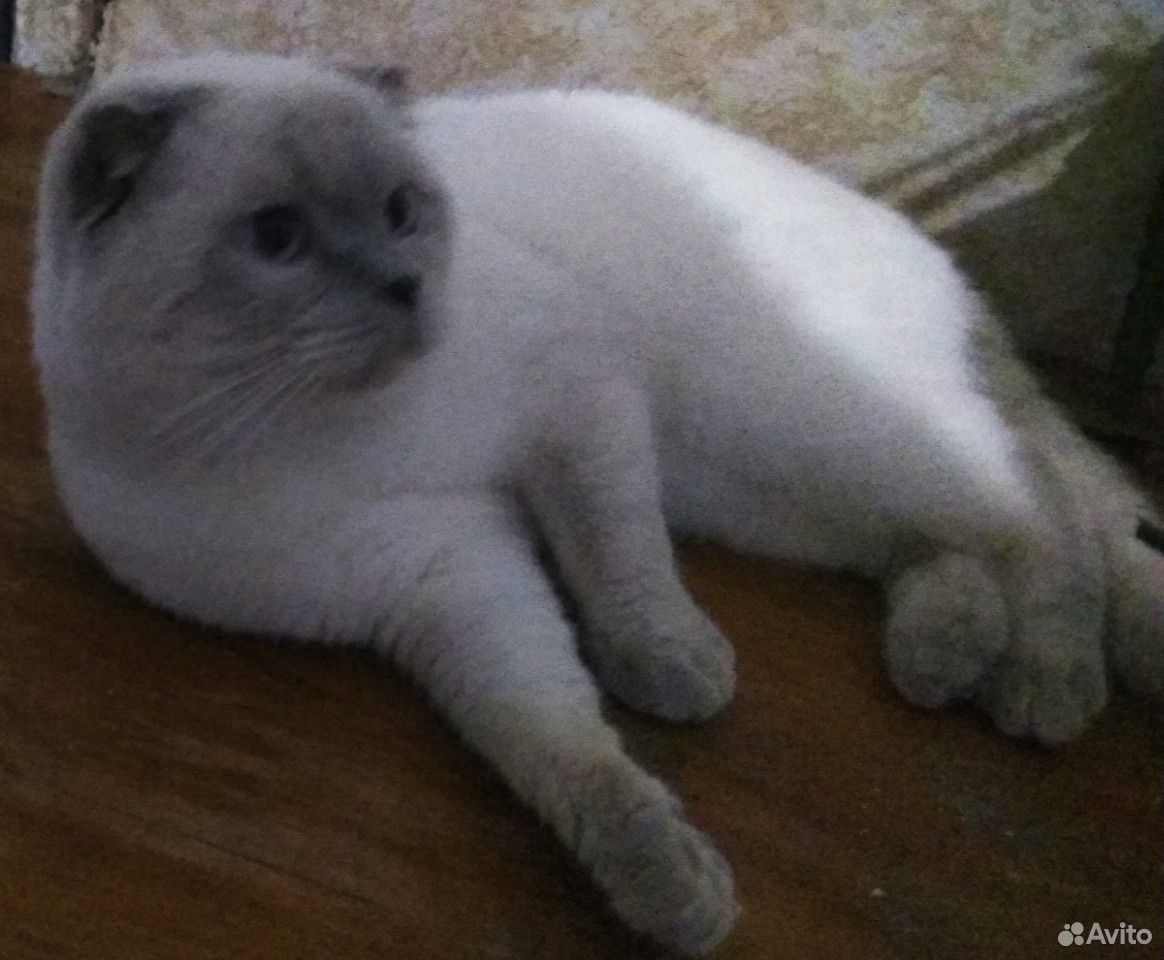 Кот на вязку