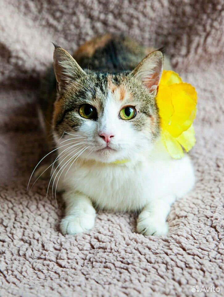 Кошечка "Золотая Карамелька" в дар в добрые руки