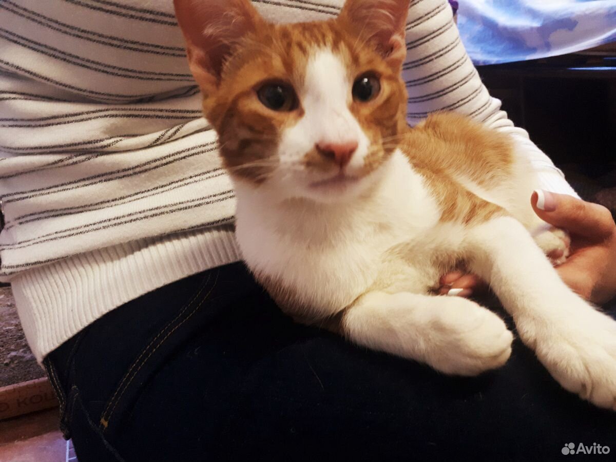 Котик