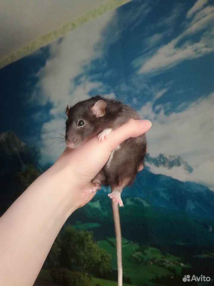 Крыска дамбик