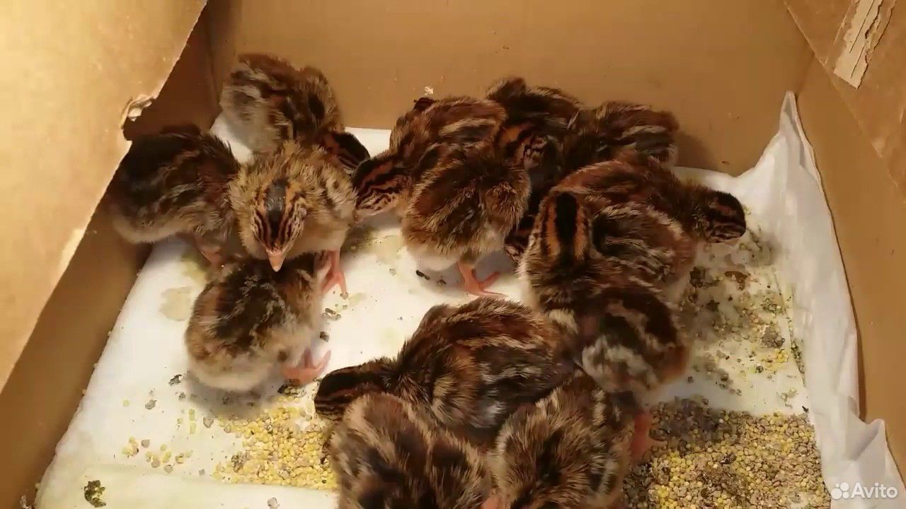 Цесарята бройлерные, вывод 16 апр