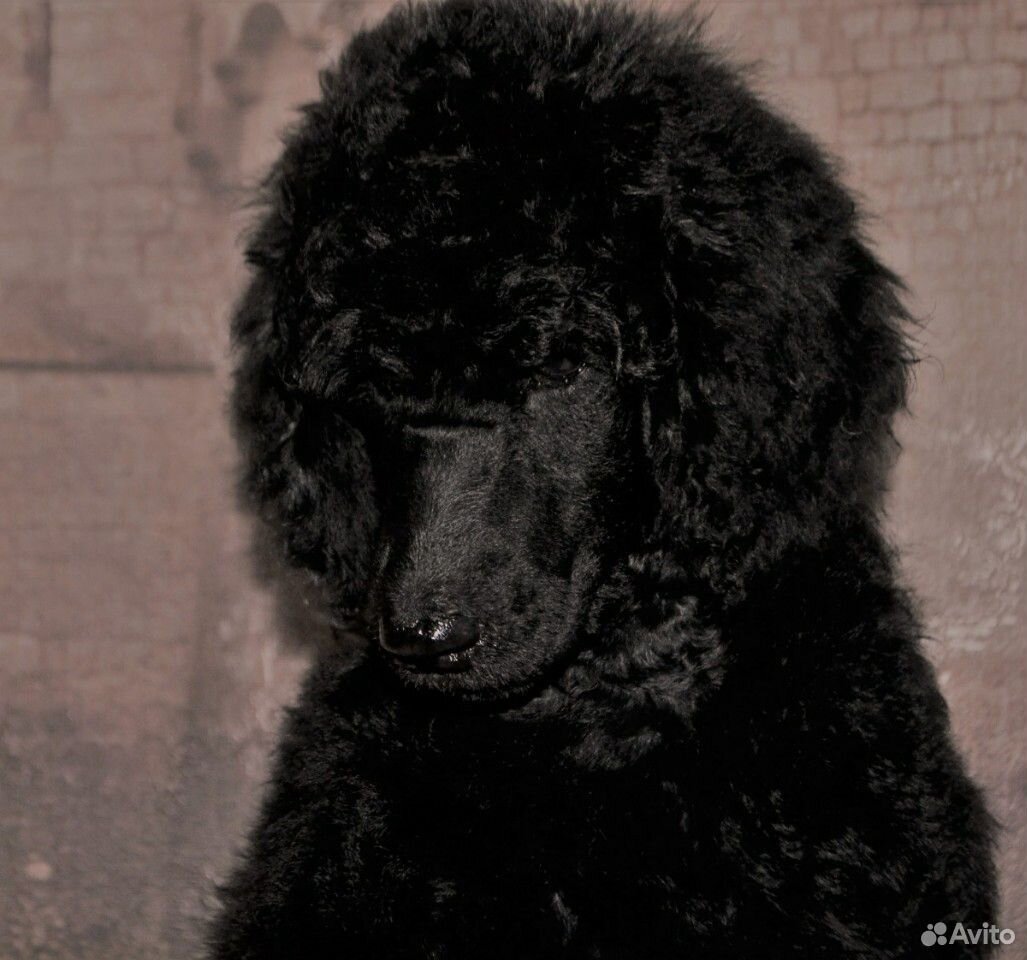 Пудель большой