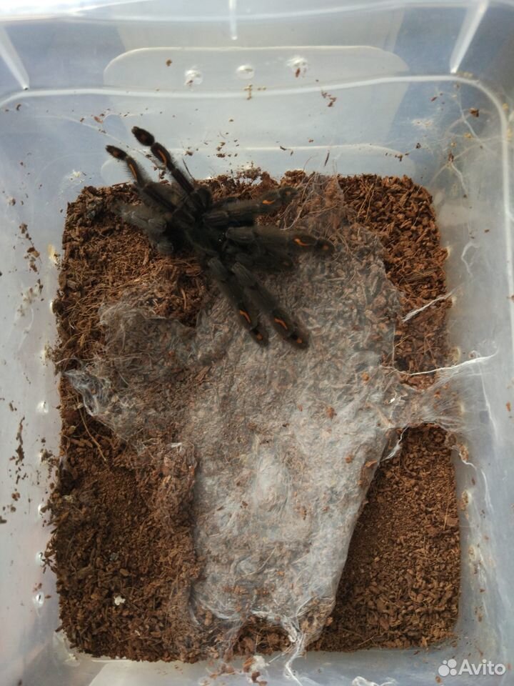 Паук птицеед Psalmopoeus irminia L12