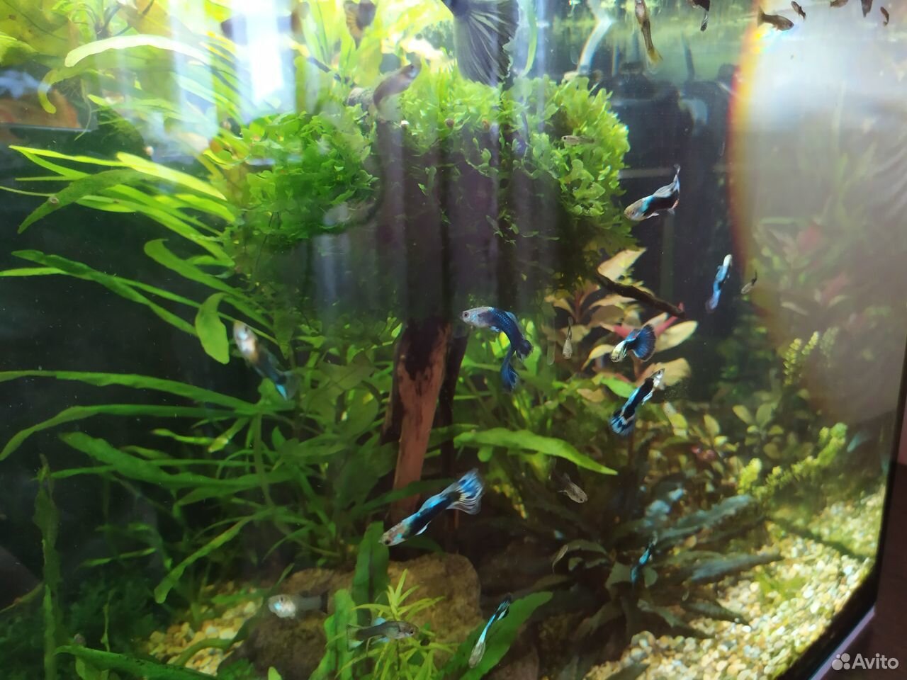 Аквариумные рыбки, гуппи