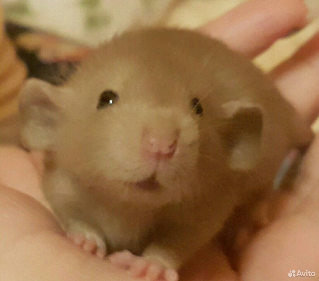 Краска, крысенок дамбо