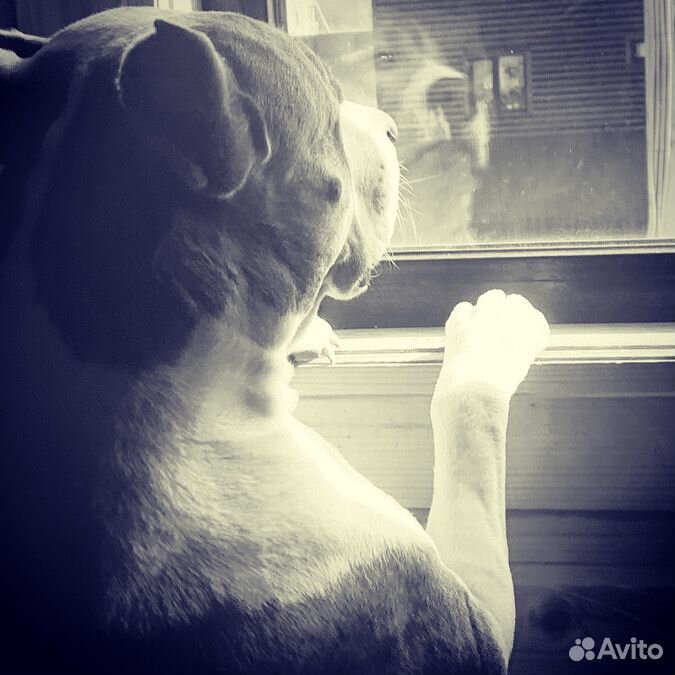 Вязка Ам.Стаф