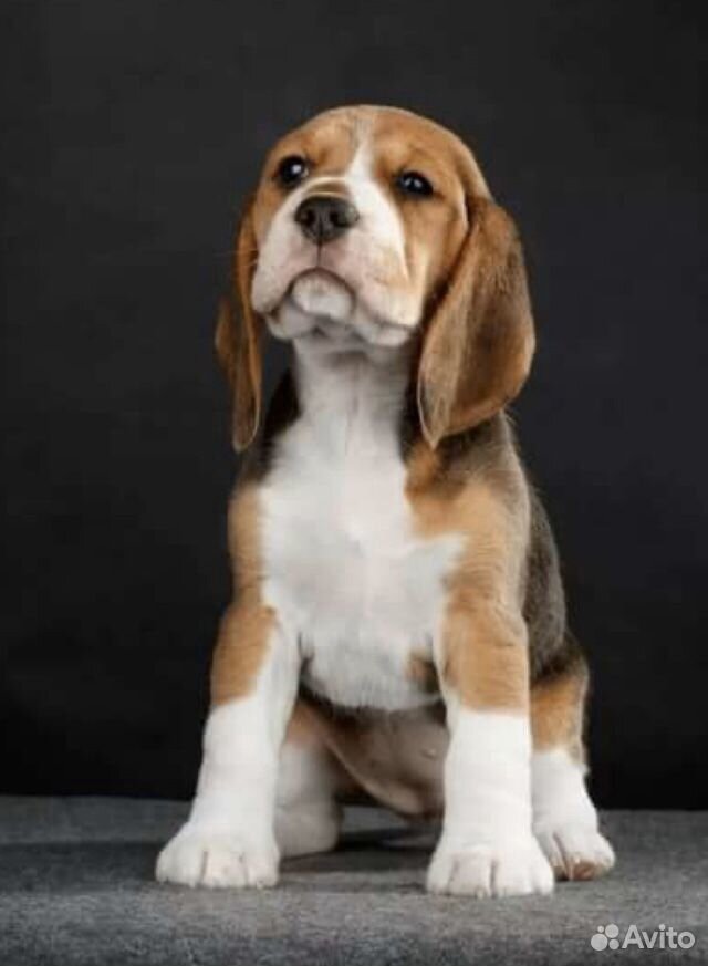 Бигль ищу щенка