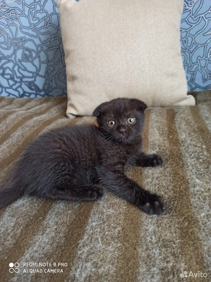 Котенок шотландец (девочка)