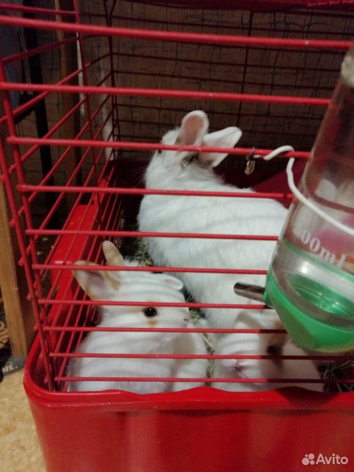 Декоротивные кроли в добрые и ответственные руки