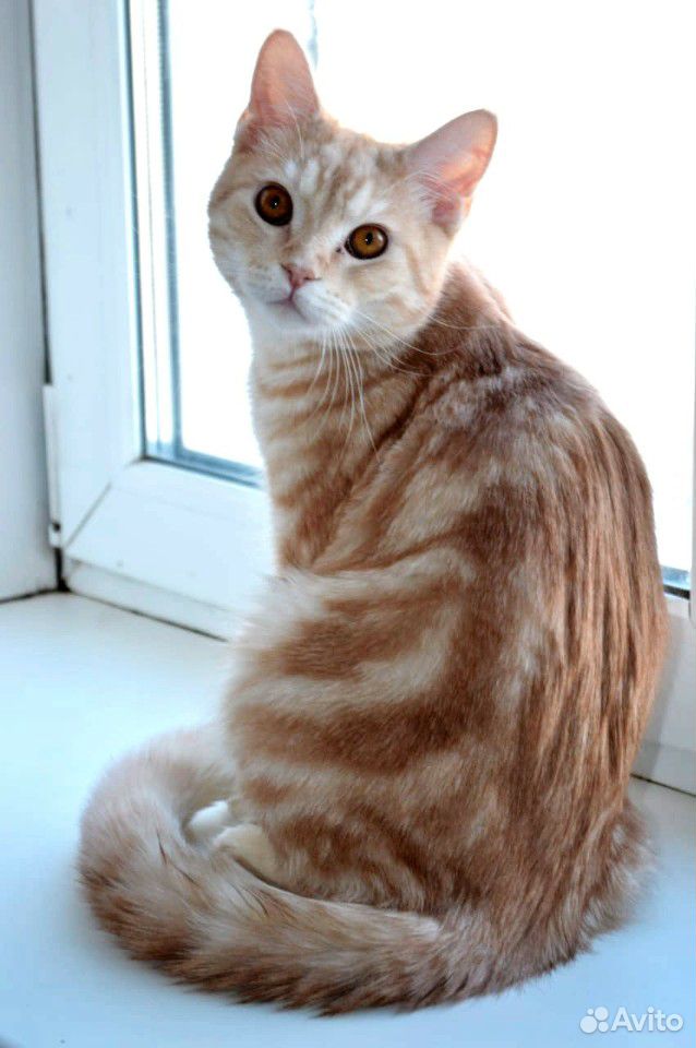 Кот Скотиш-страйт в добрые руки