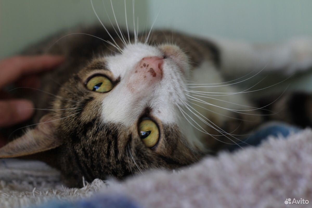 Котик в добрые руки