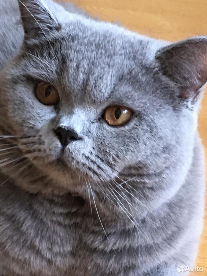 Вязка за котенка. Ждём