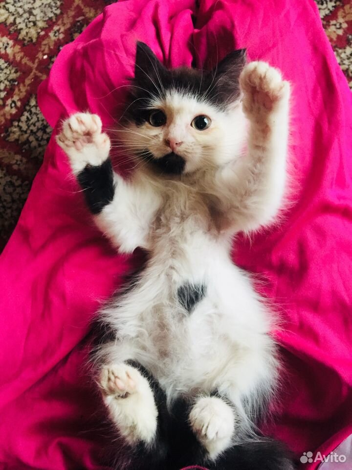 Новенькая черно-белая кошечка ищет дом