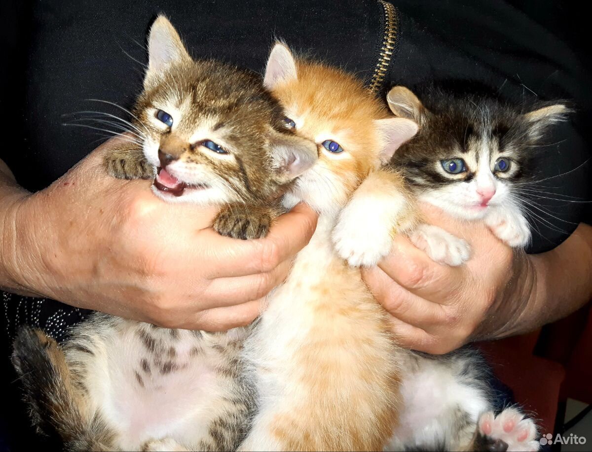 Котята крысоловы