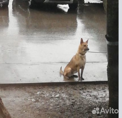 Овчарка