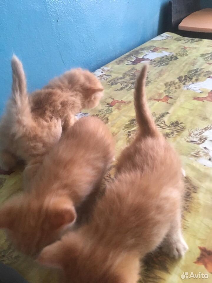 Котята