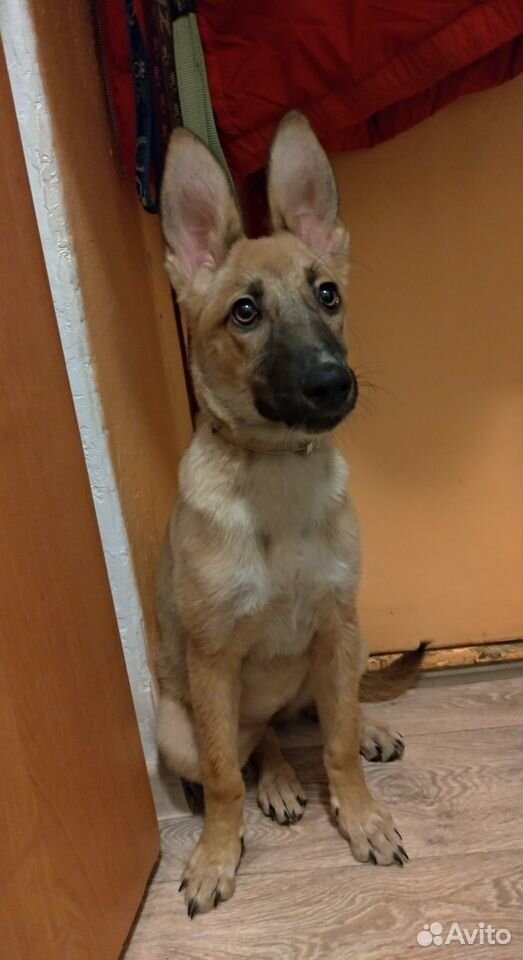 Щенок с яркой внешностью и очаровательными ушами