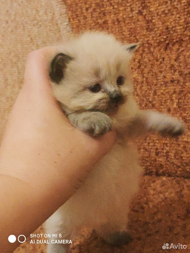 Котята Неваки