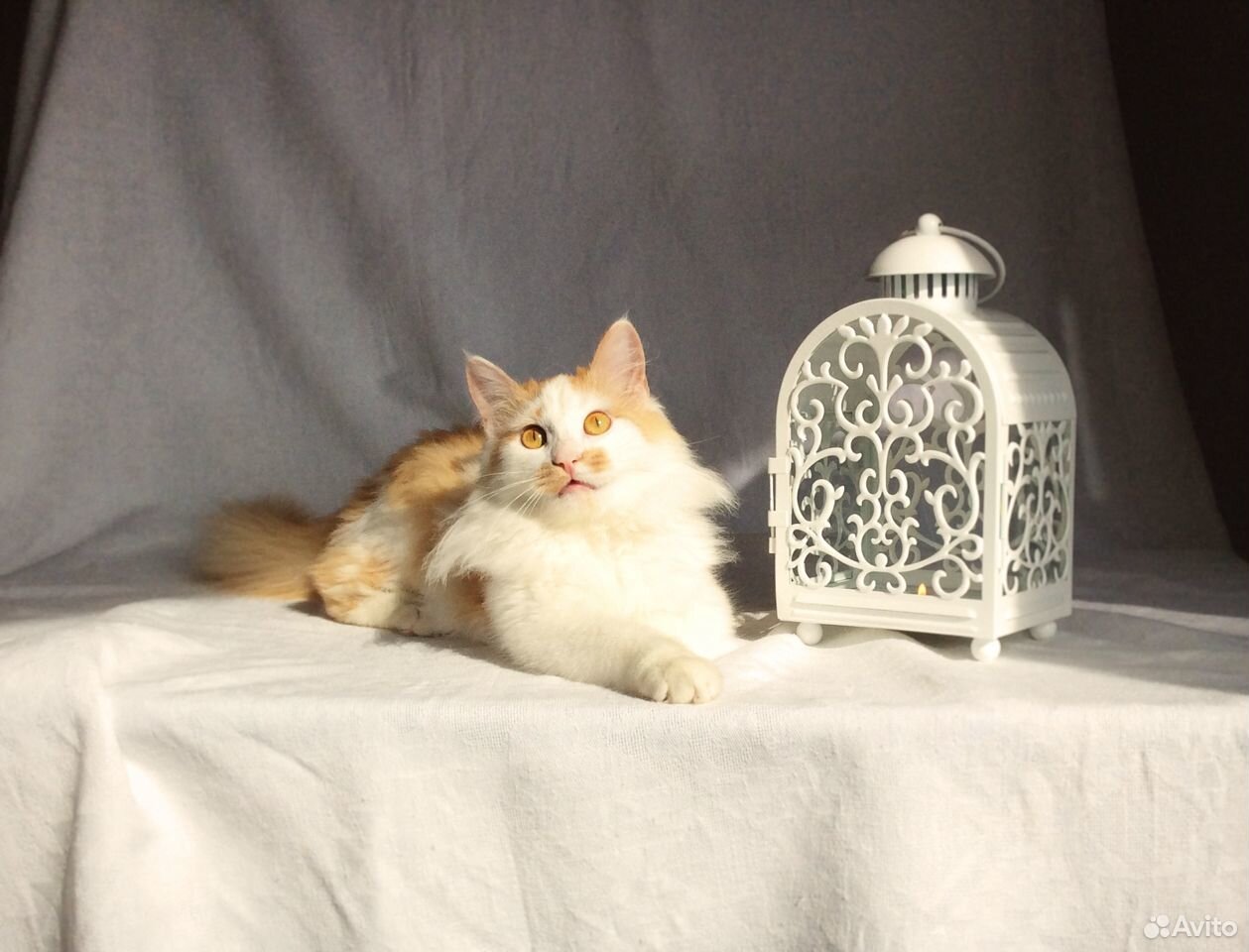 Сибирский Котёнок