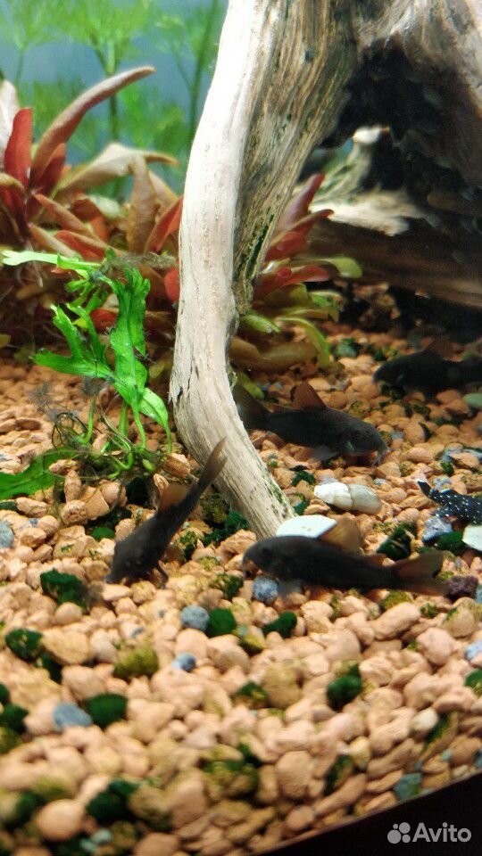 Коридорас Венесуэла Блэк