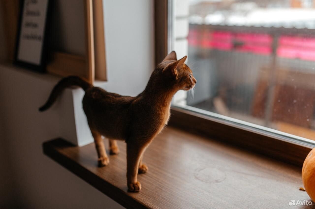 Абиссинская кошка