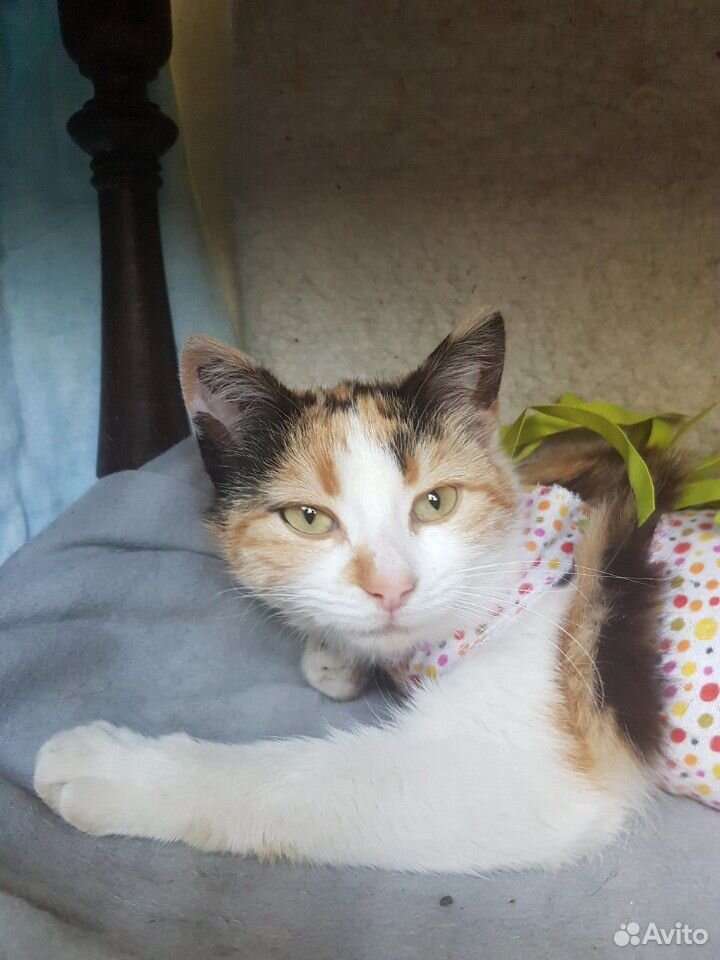 Кошечка Пятнашка