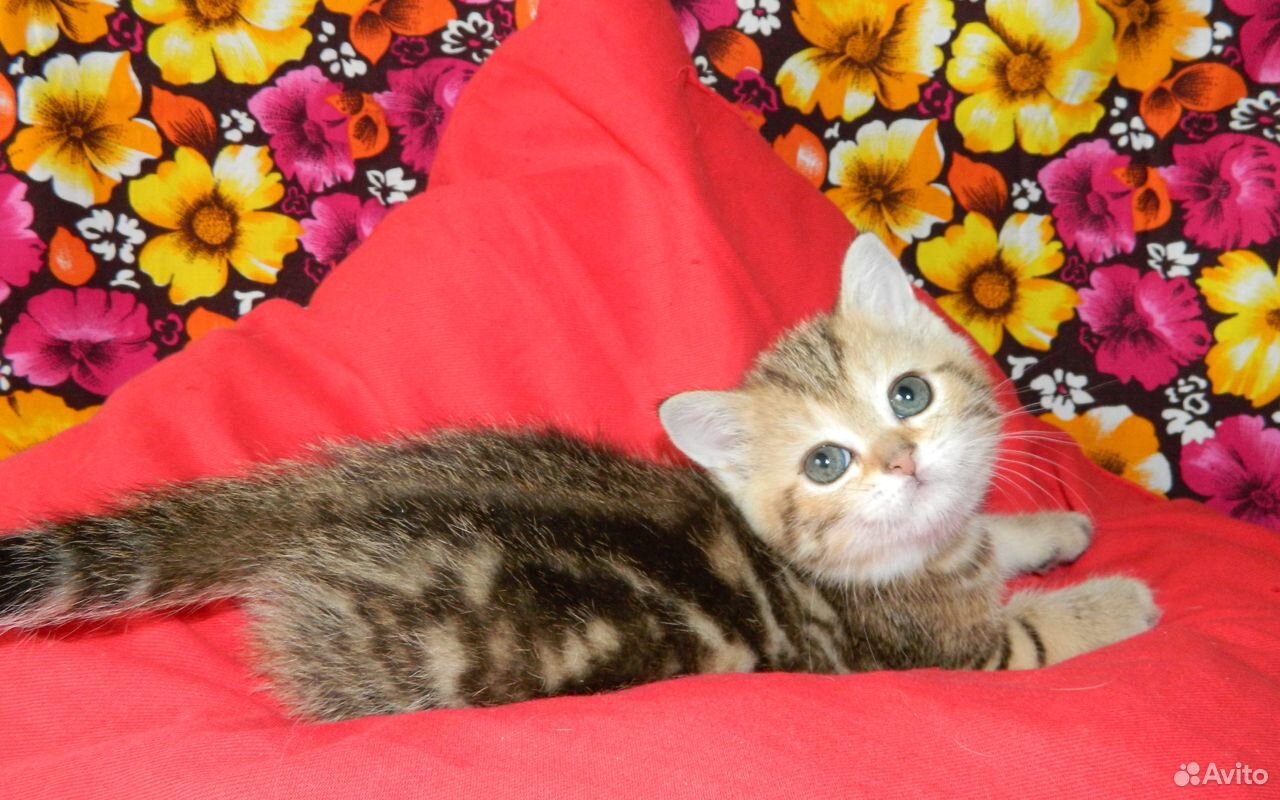Шотландский котенок