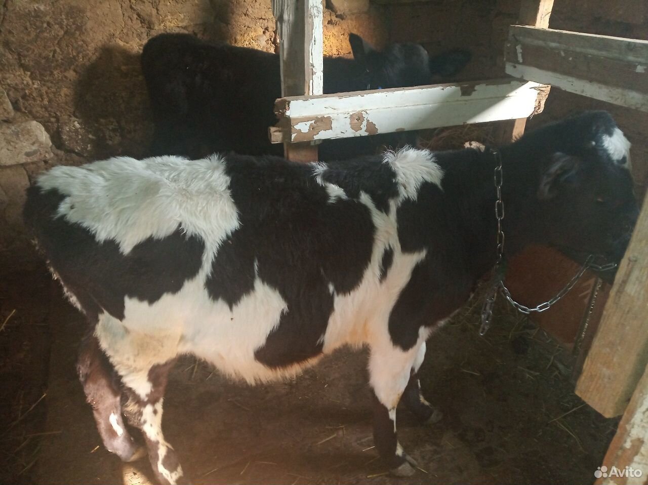 Продам 2-х быков