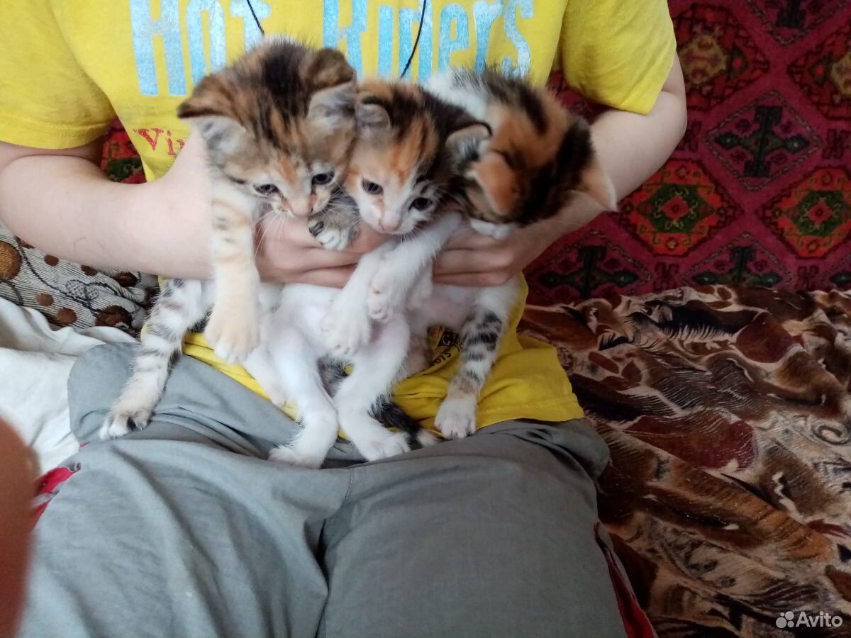 Котята богатки в добрые руки)