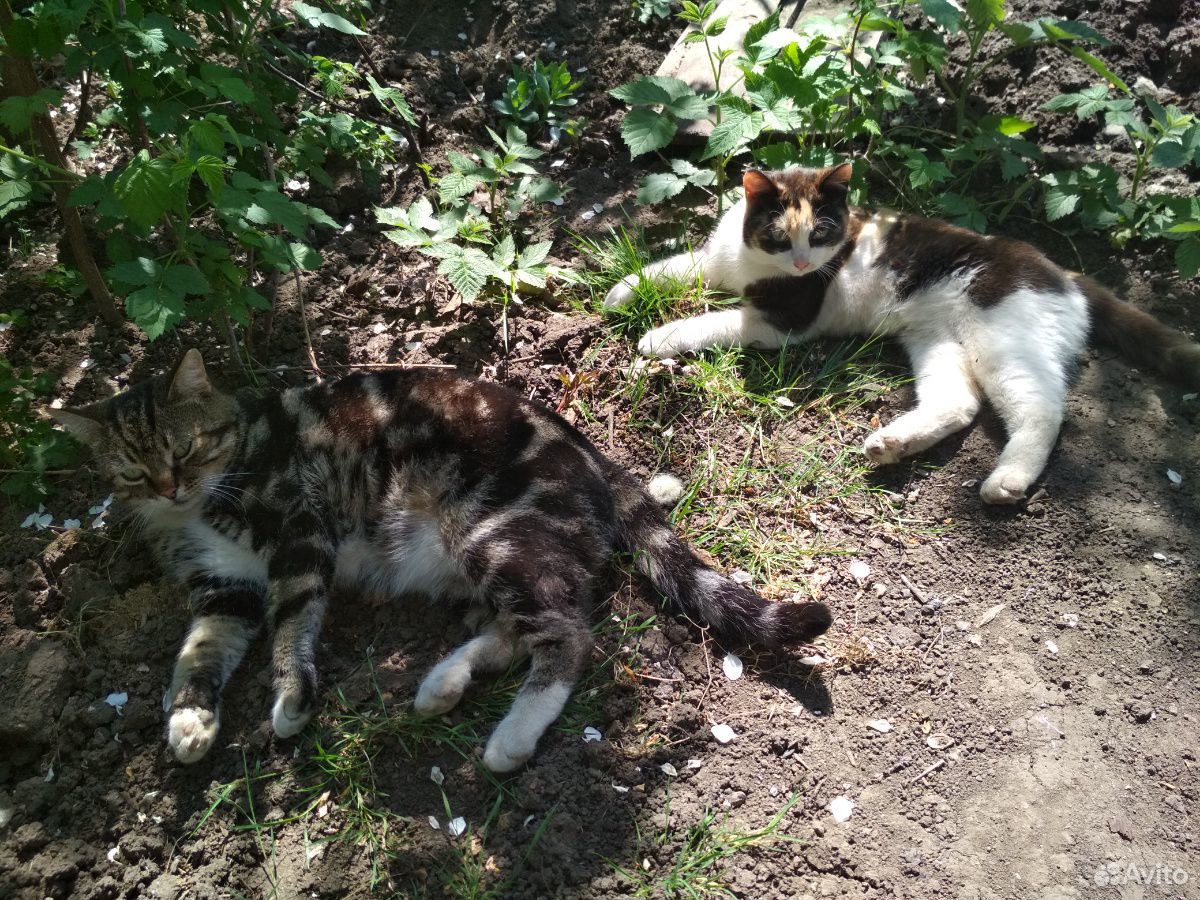 Котик и кошечка после стерилизации в хорошие руки