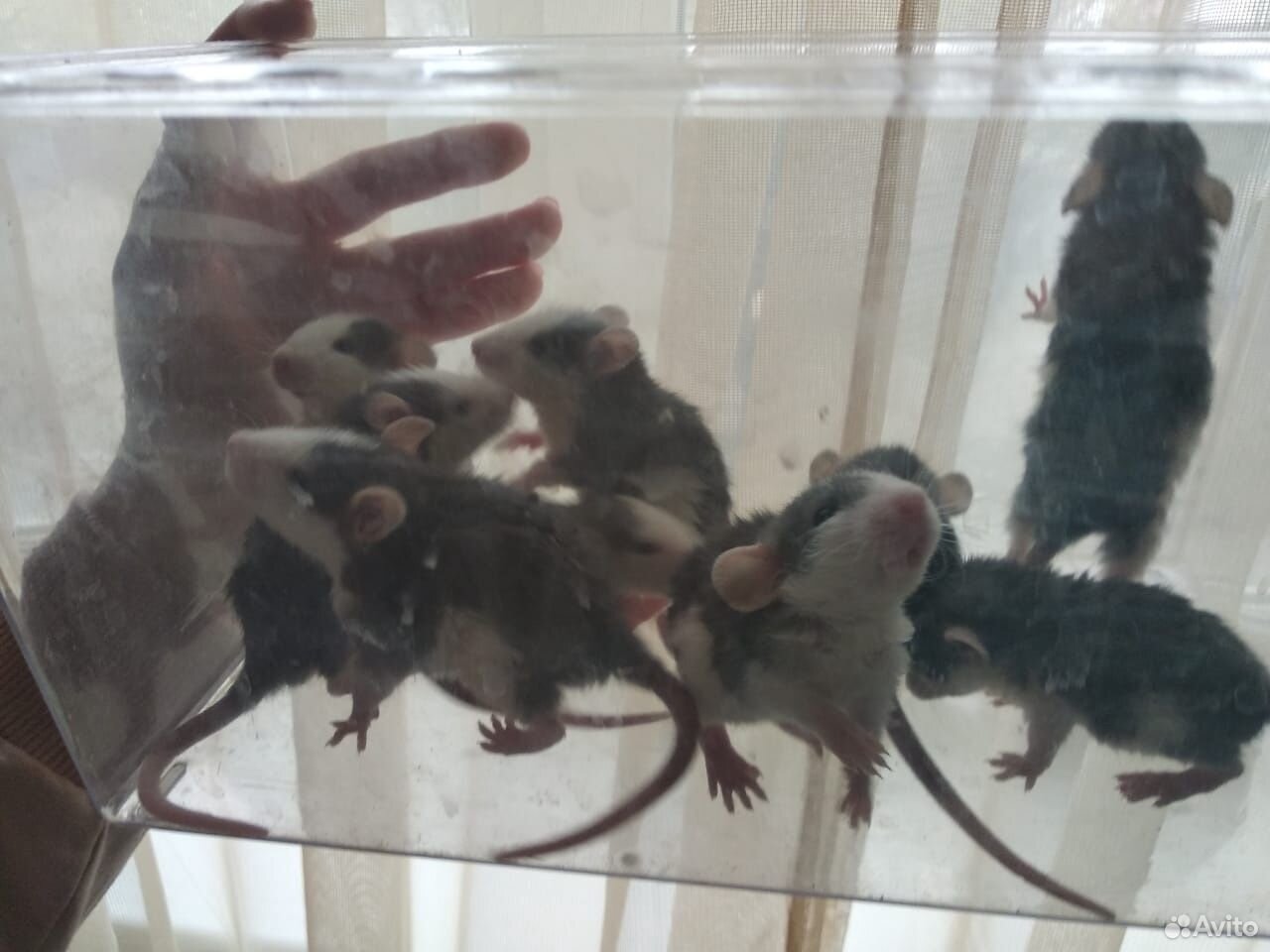 Продам крысят