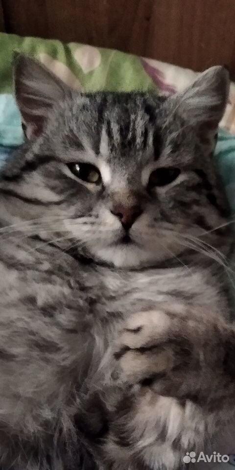 Кот Амурчик в хорошие руки