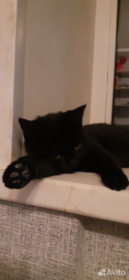 Продам катенка