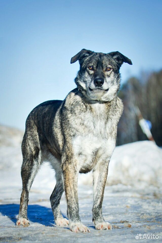 Тиграш -полосатый очаровательный пес