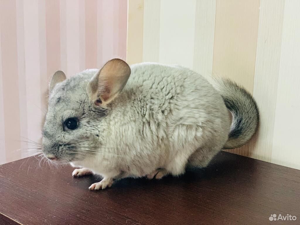 Шиншилла 5 мес