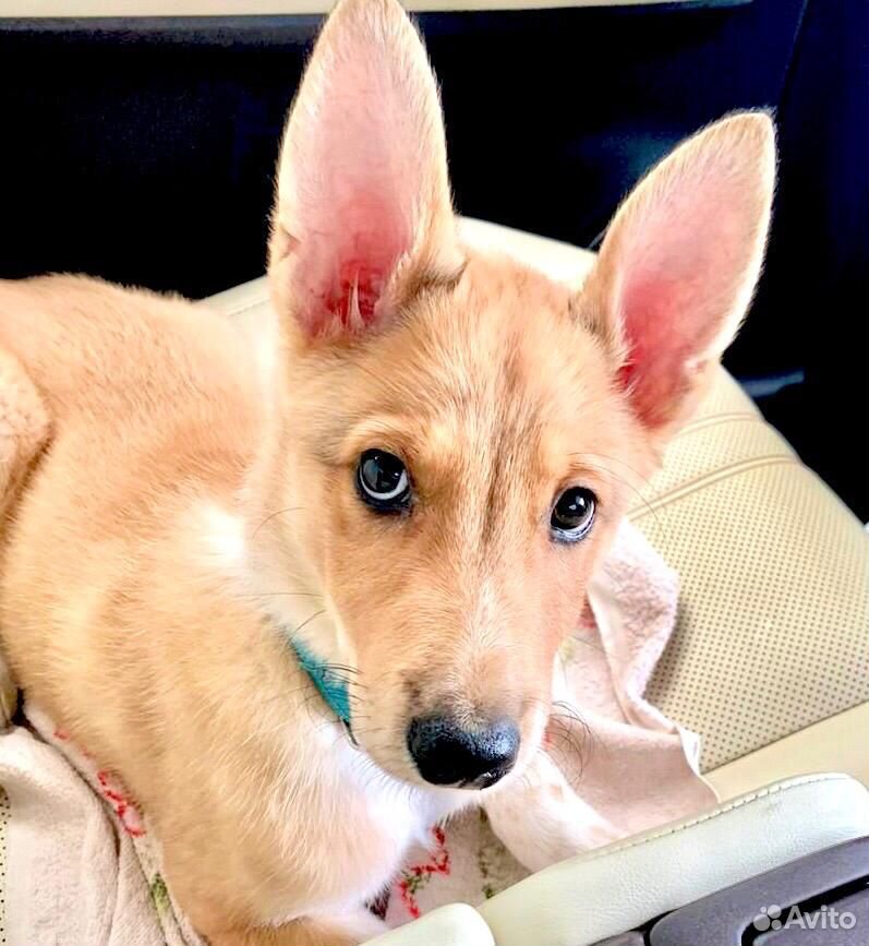 Щенок, кобелёк 2,5 месяца умный и красивый