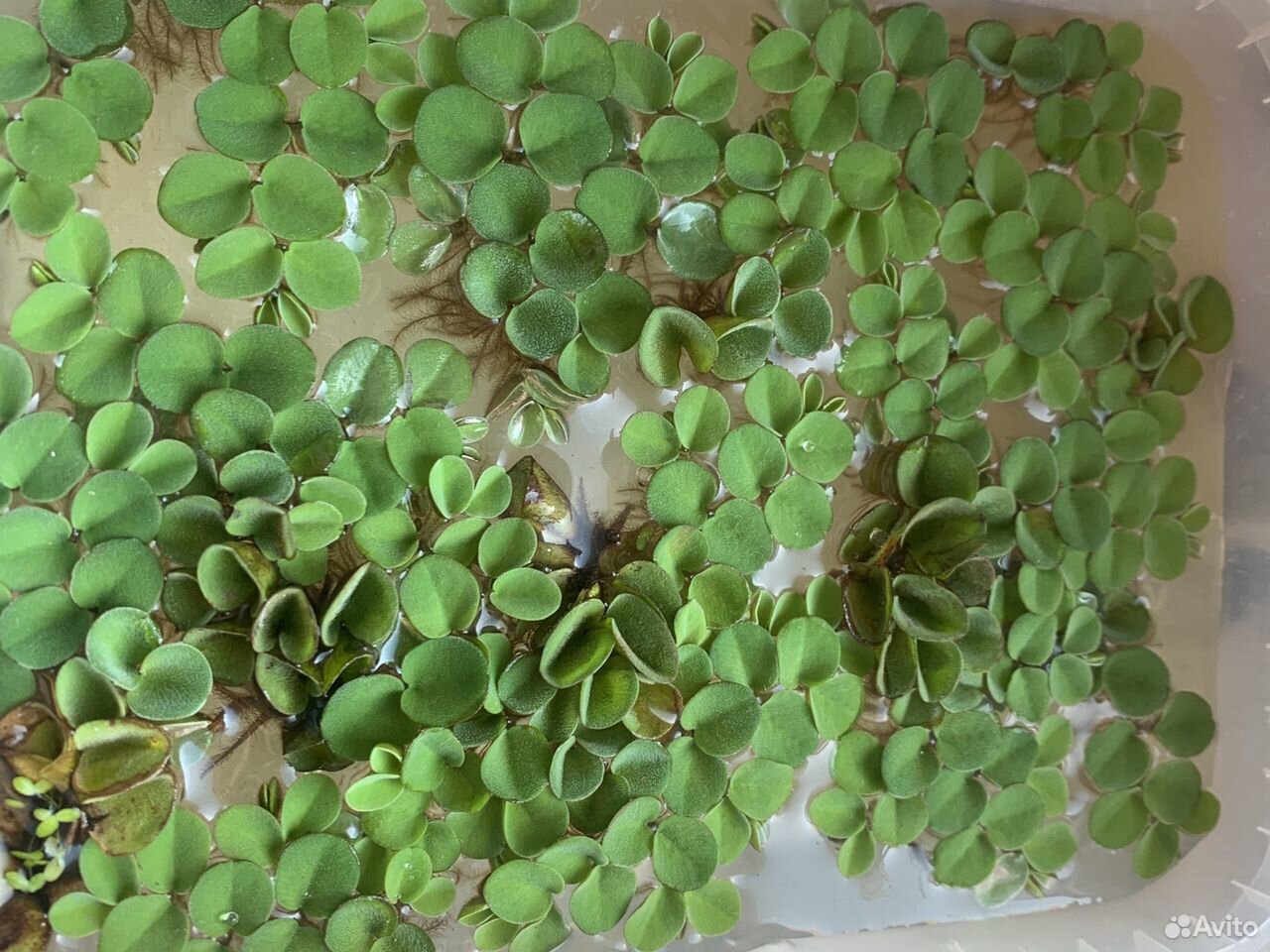 Аквариумные растения Сальвиния