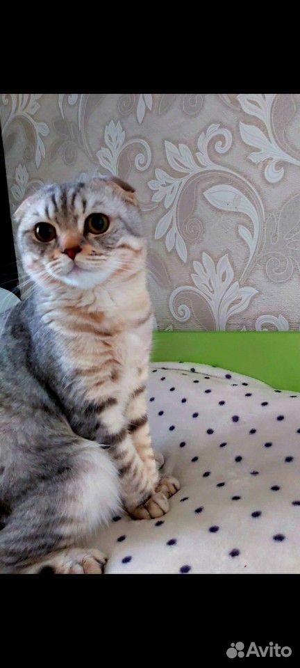 Шотландская