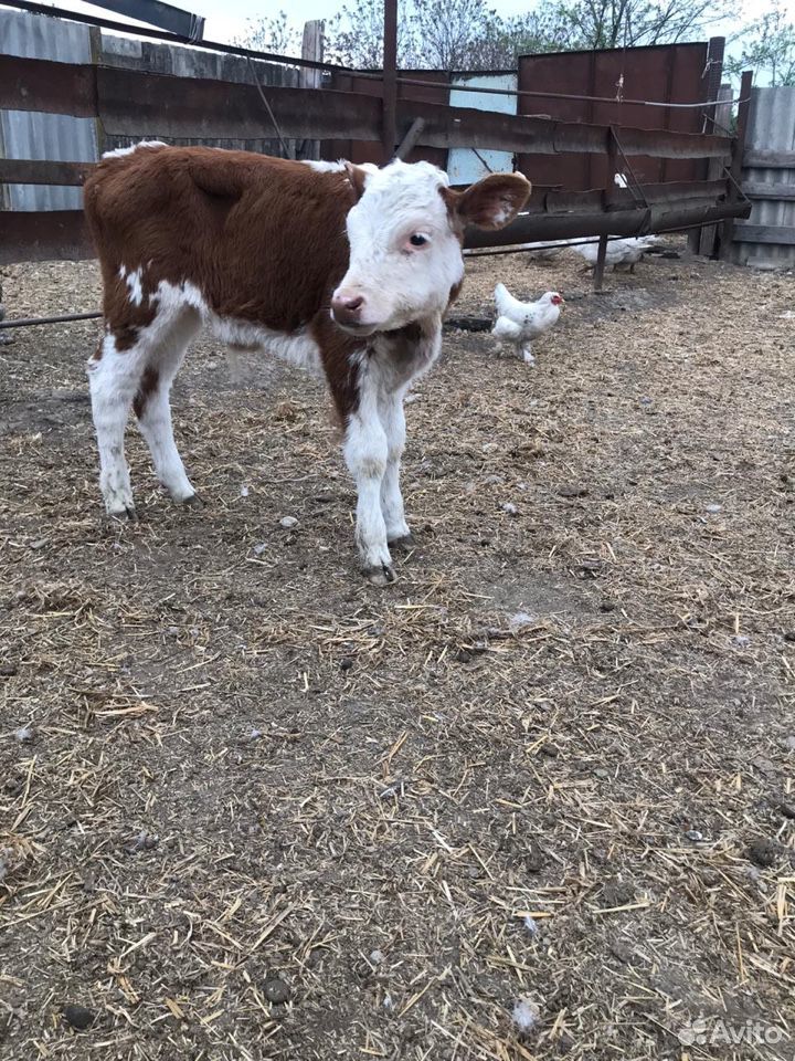 Бычок и телочка