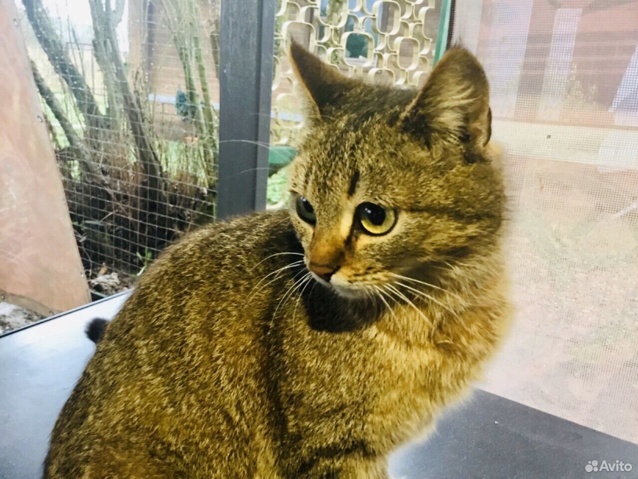 Абиссинская