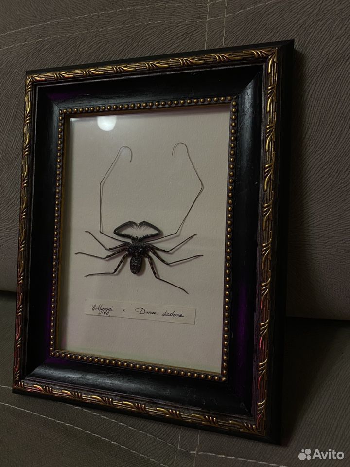 Паук «фрин» в рамке