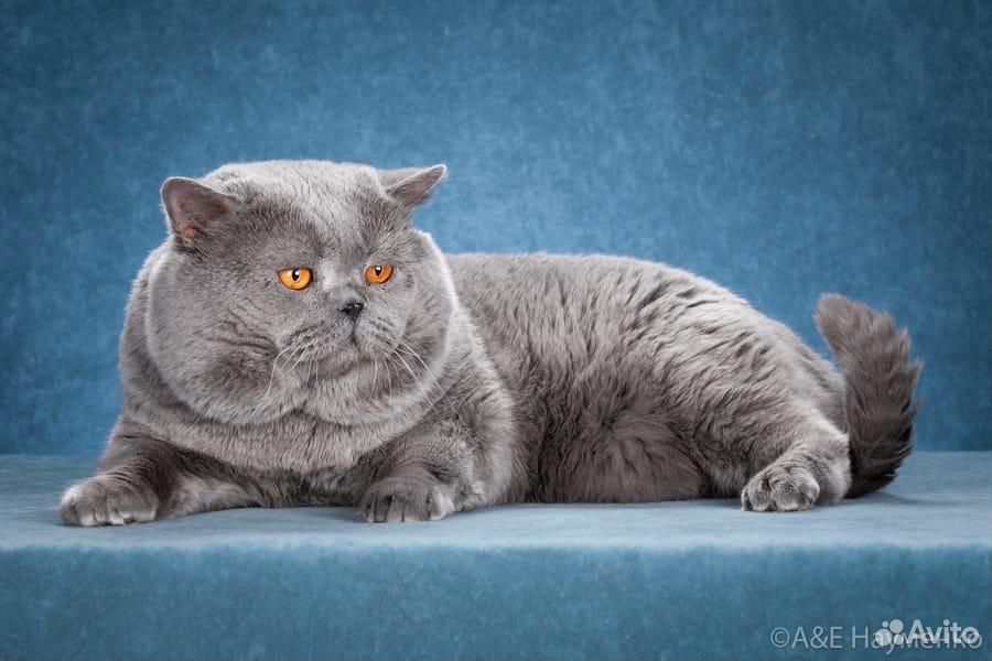 Жених для вашей Кошечки