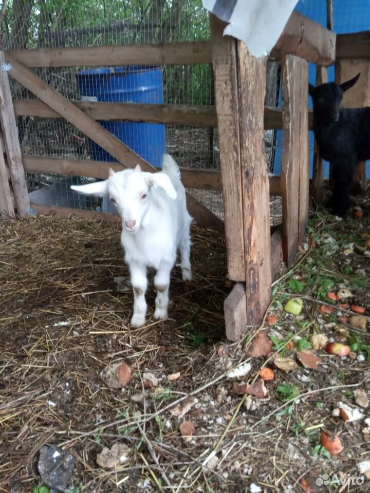 Отдам козлят