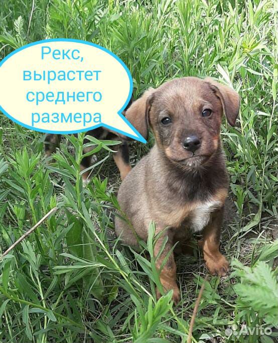 Щенок Рекс. Привезу