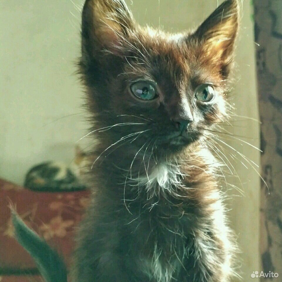 Черная шоколадного оттенка кошка