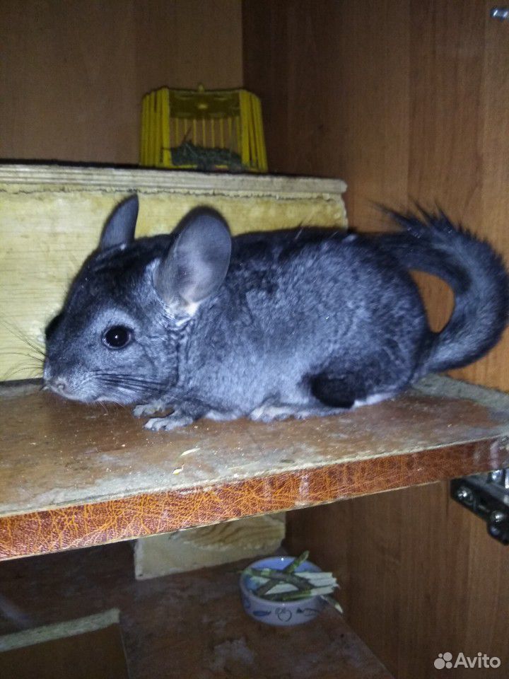 Шиншилла мальчик 6мес
